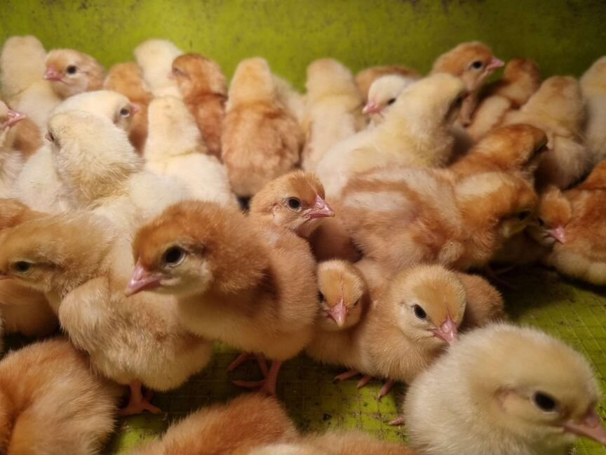 Цыплята Ломан Браун