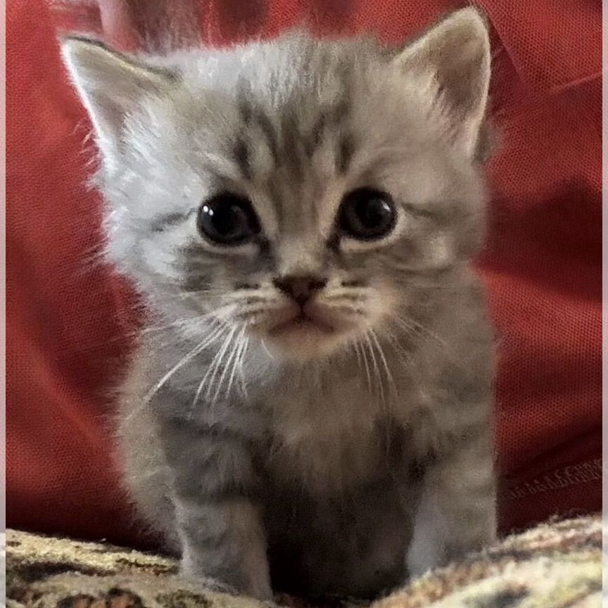 Тайский котёнок