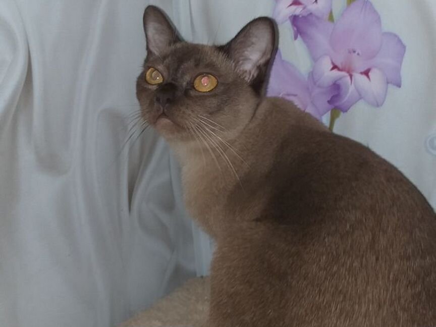Кошечка бурманская с документами