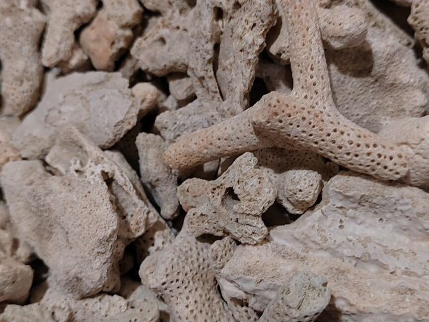 Кораллы около 6 кг натуральные