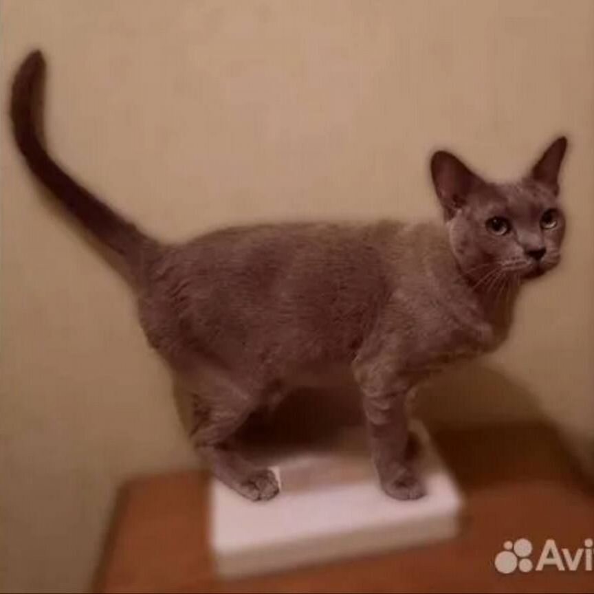 Британская короткошёрстная, взрослая кошка