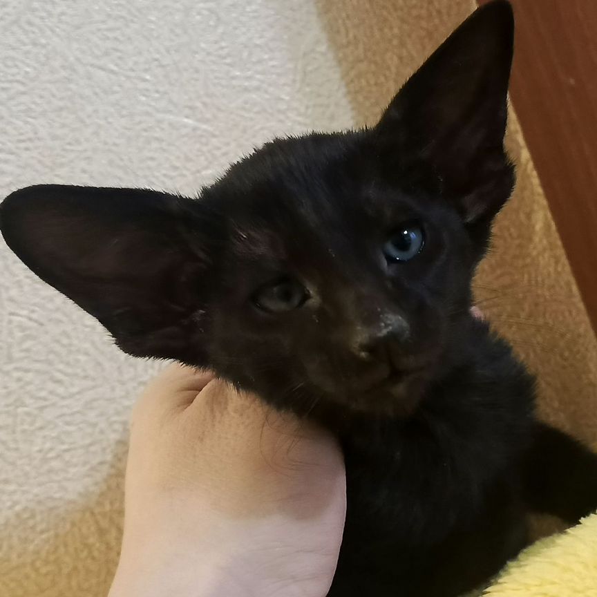 Ориентальный котёнок