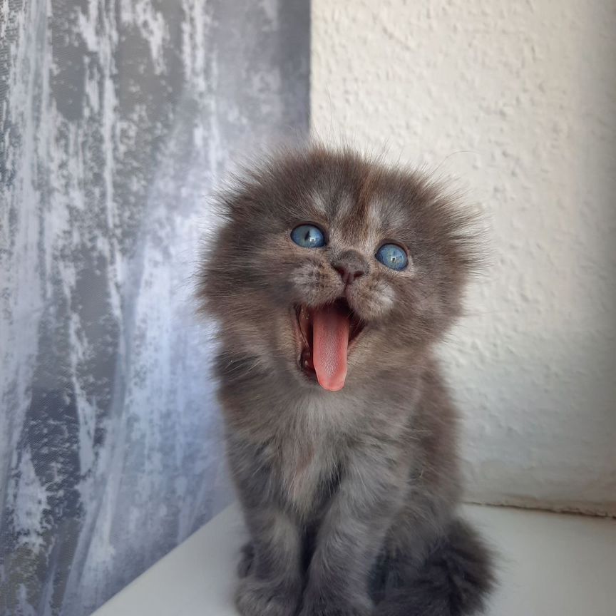 Котята шотландские вислоухие