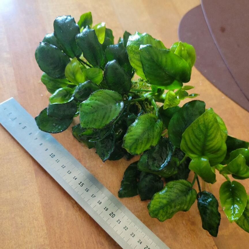 Аквариумное растение