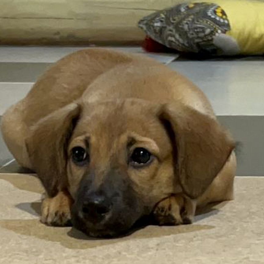 Такса, щенок