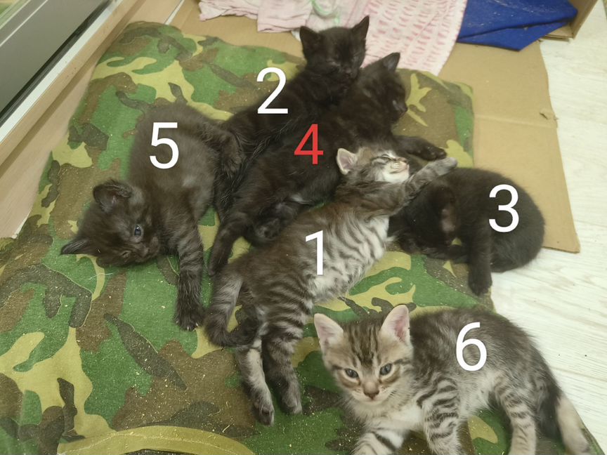 Котята в добрые руки