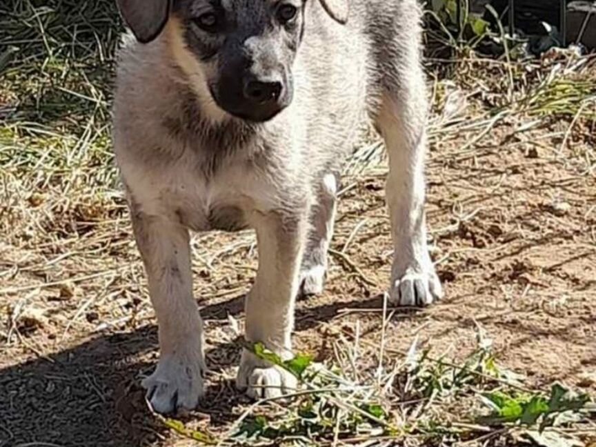 Щенки в добрые руки бесплатно