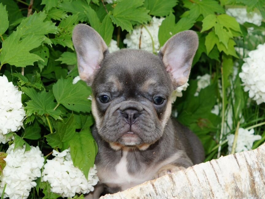 Голубые французики