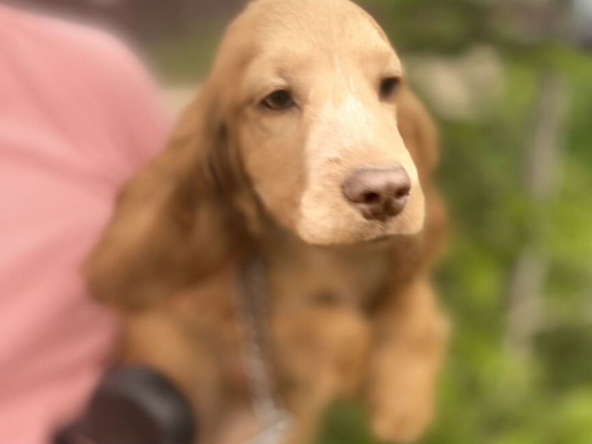 Собака спаниель