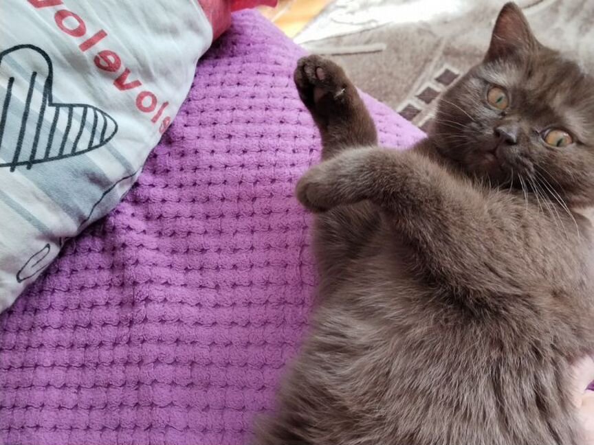 Кошка