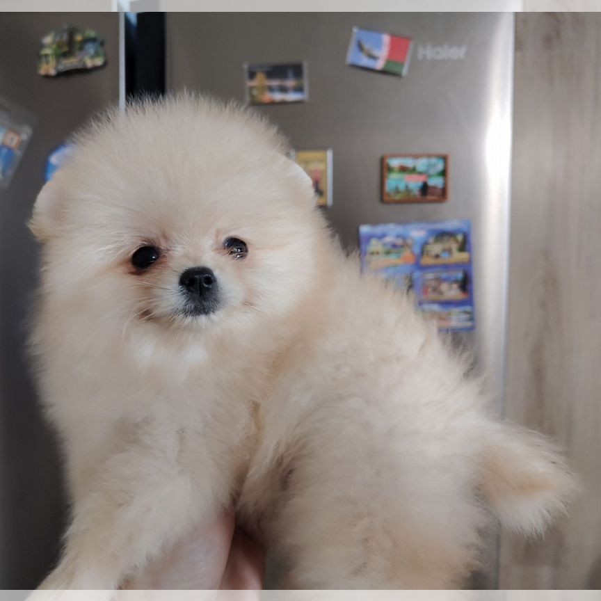 Померанский шпиц, щенок