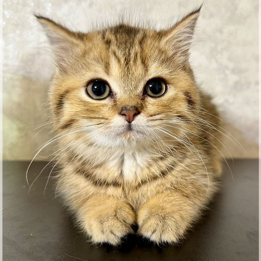 Шотландский мишка