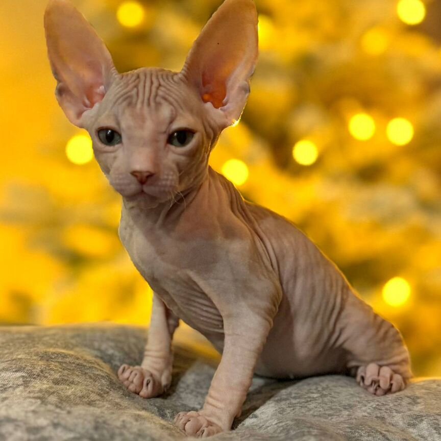 Канадский сфинкс котёнок