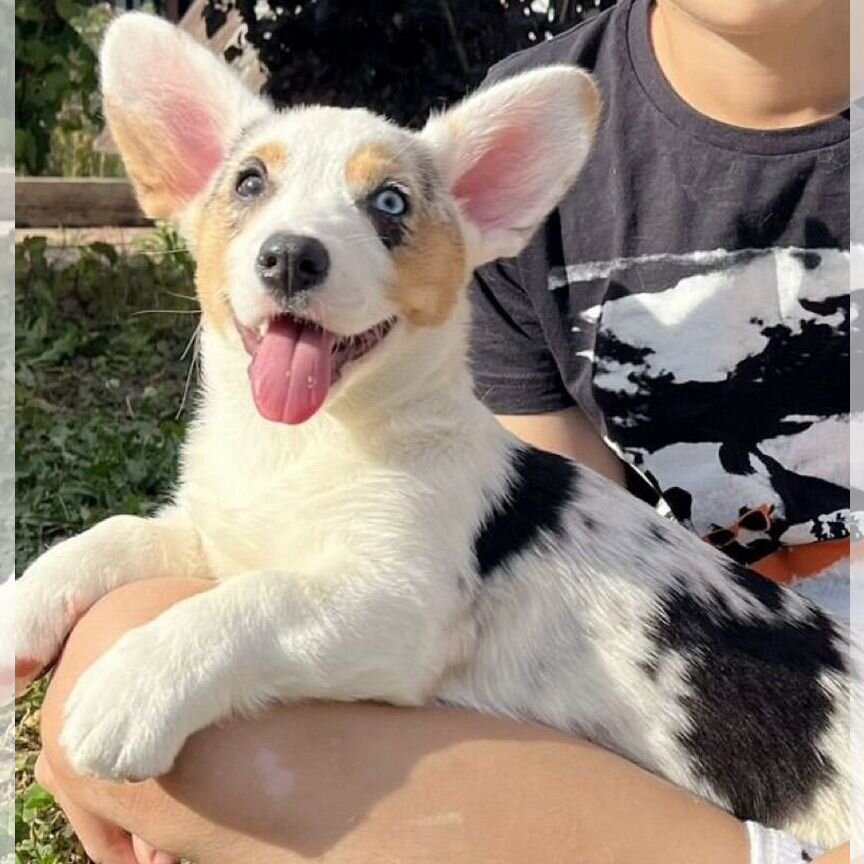 Вельш корги кардиган щенки