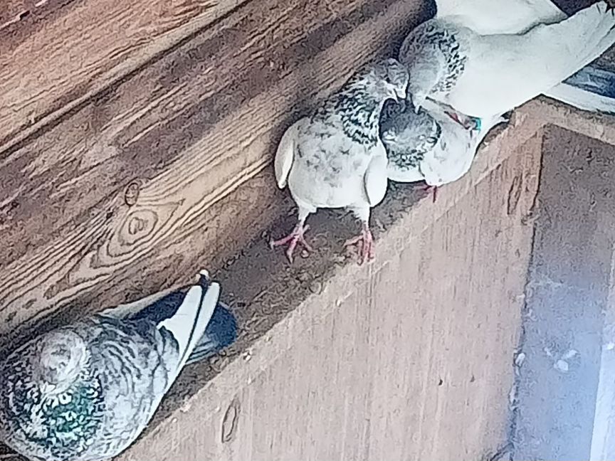 Продажа голубей пакистанские