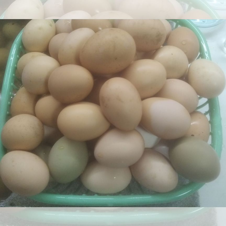 Инкубационное яйцо кур несушек