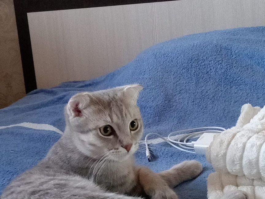 Котенок мальчик шотланендец