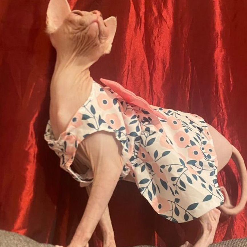 Канадский сфинкс