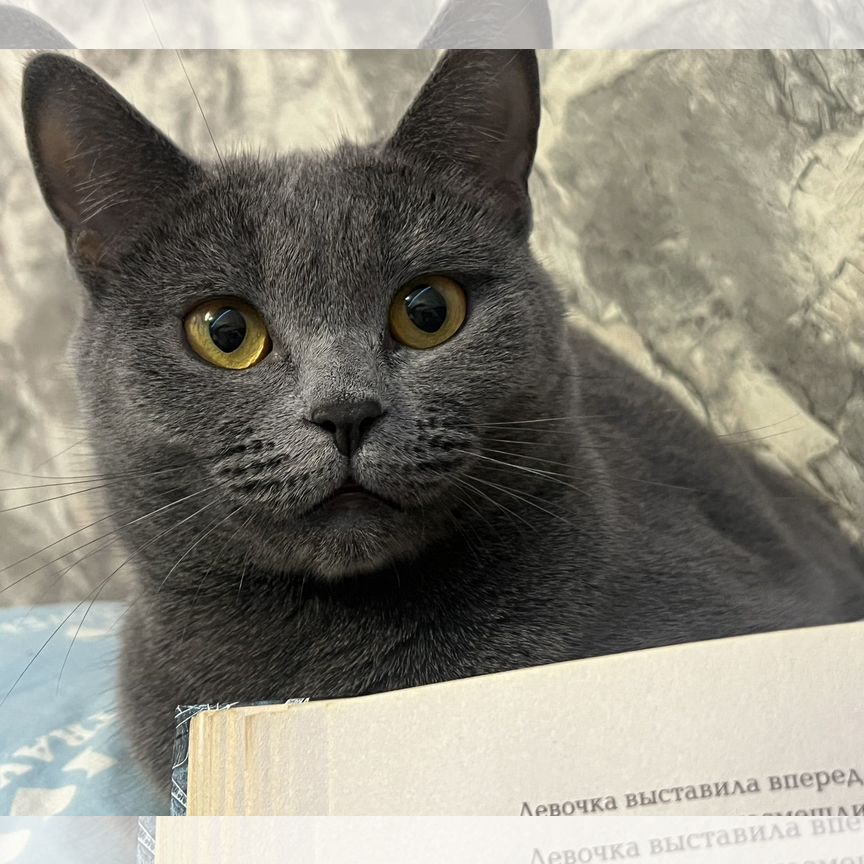 Британский короткошёрстный котёнок