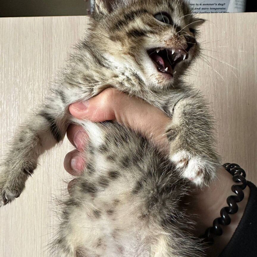 Отдаётся котенок