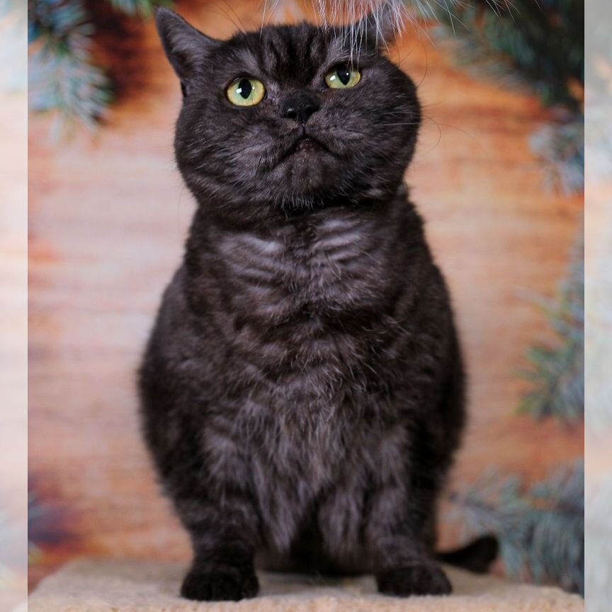 Британская короткошёрстная, взрослая кошка из приюта