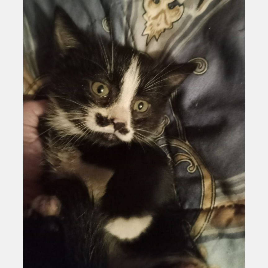 Котенок в добрые руки
