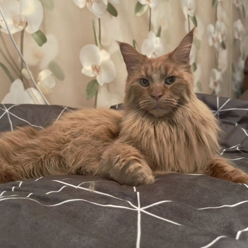 Мейн-кун, взрослый кот