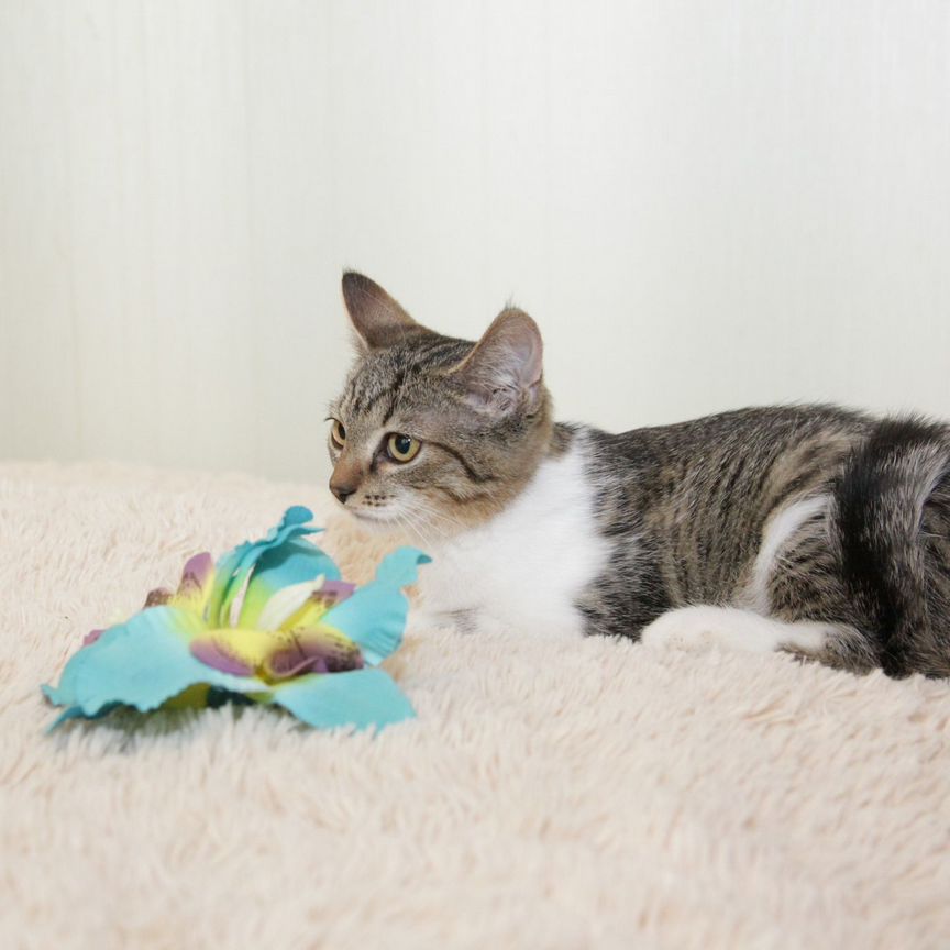 Котеночек подросток Машенька 5 месяцев