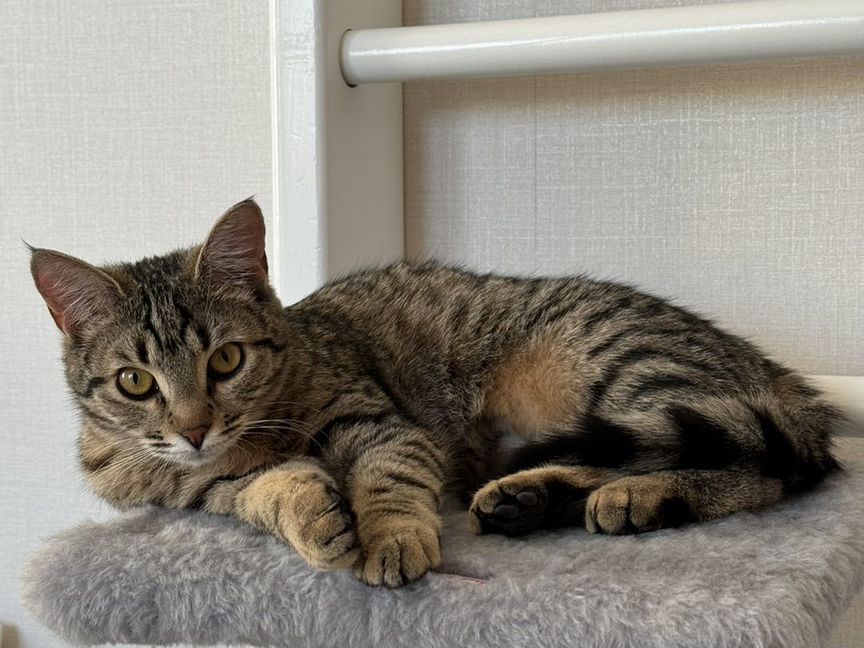Отдам в добрые руки кошку