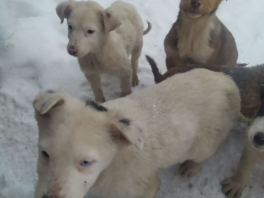 Отдадим щенков в добрые руки