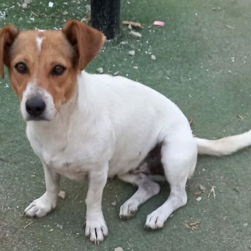 Собачки малышки фенотип джек рассела