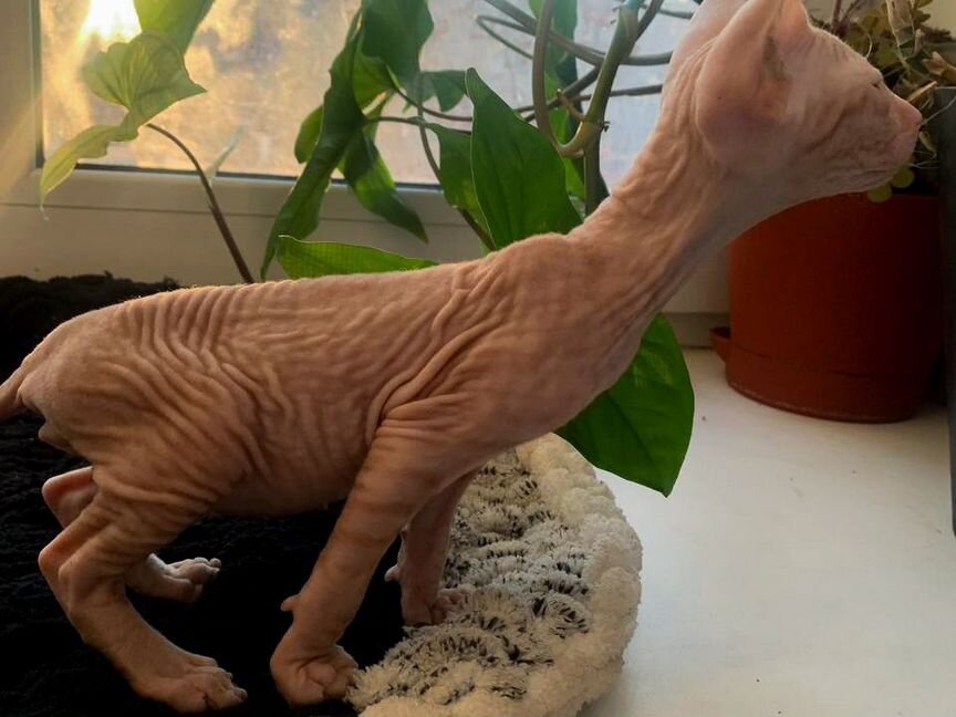 Донской сфинкс котята