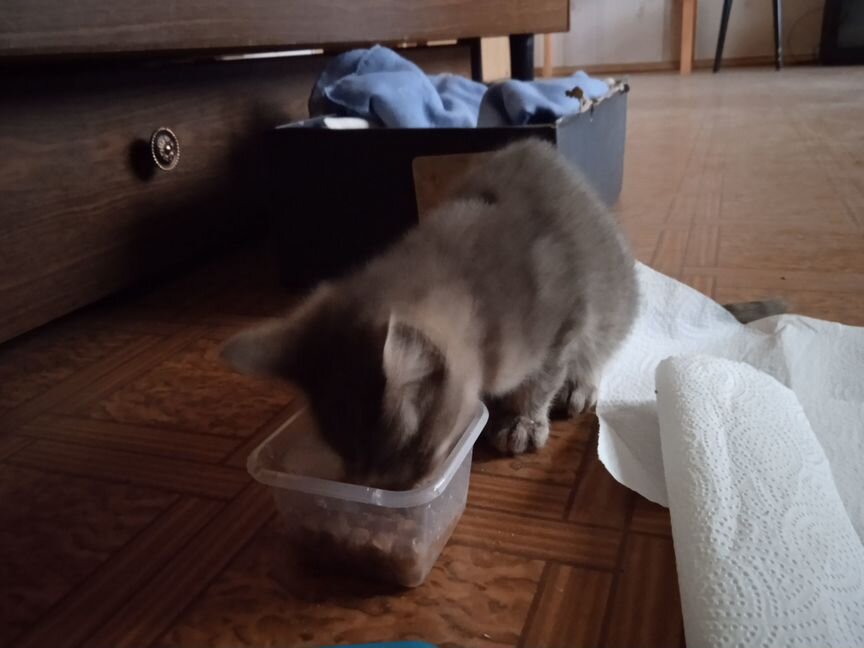 Отдам даром котёнка