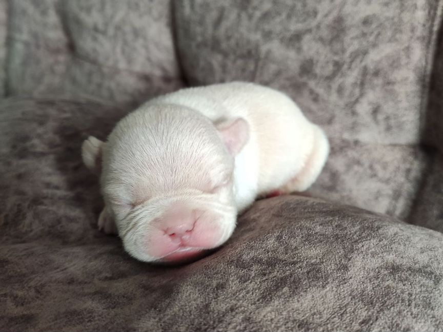 Французский бульдог крем