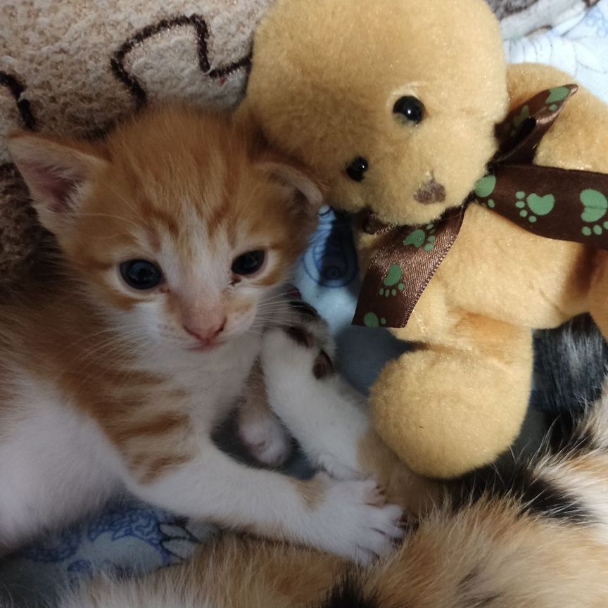 Котята в добрые руки