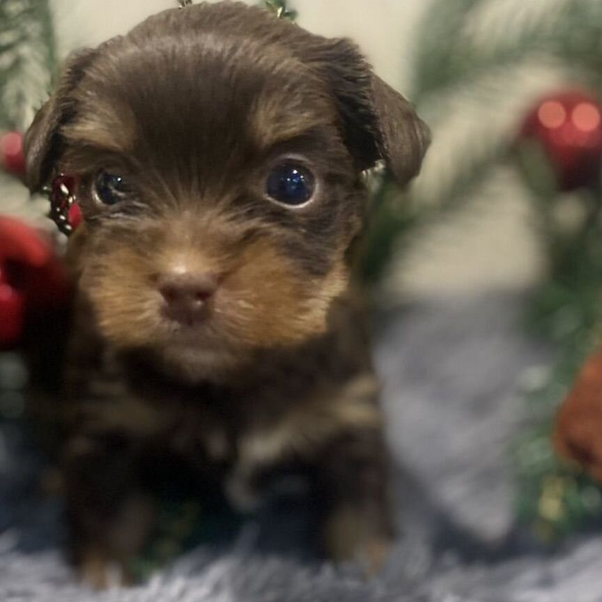 Йоркширский терьер, щенок