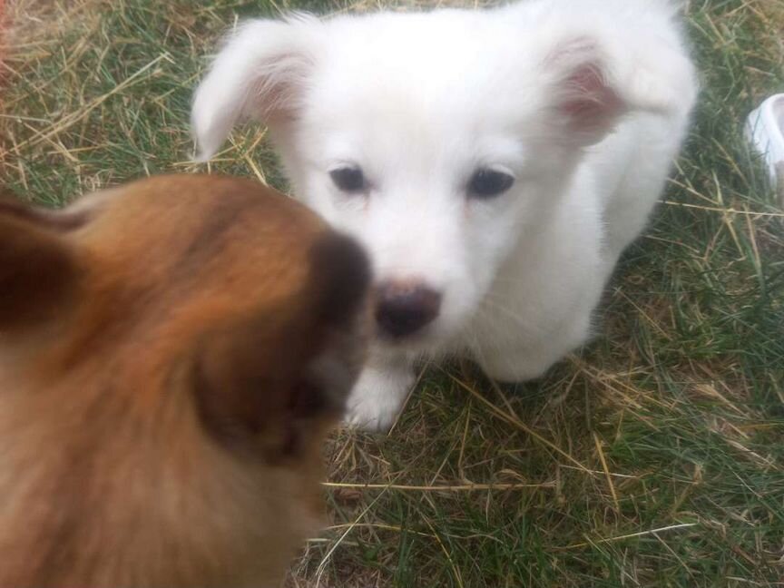 Белая собака