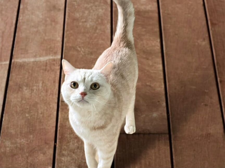Шотладнский котик в добрые руки
