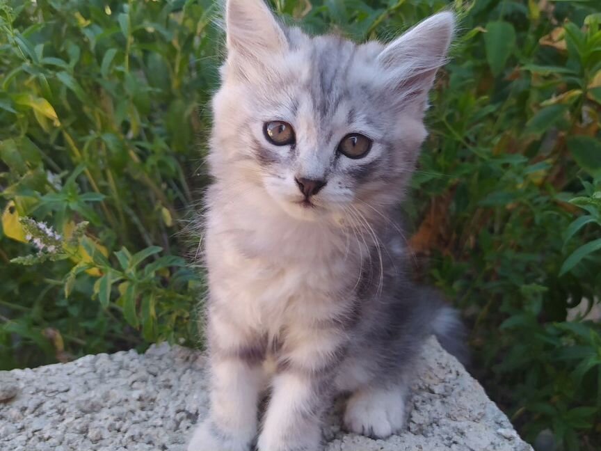Кошечки