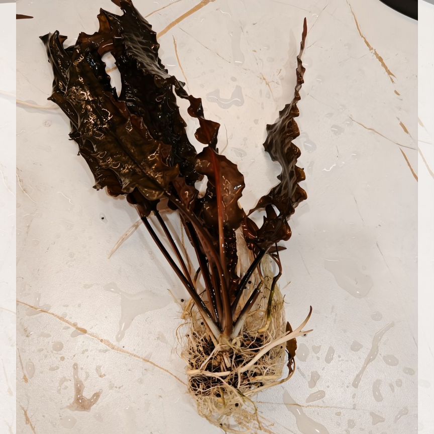 Аквариумные растения прополка