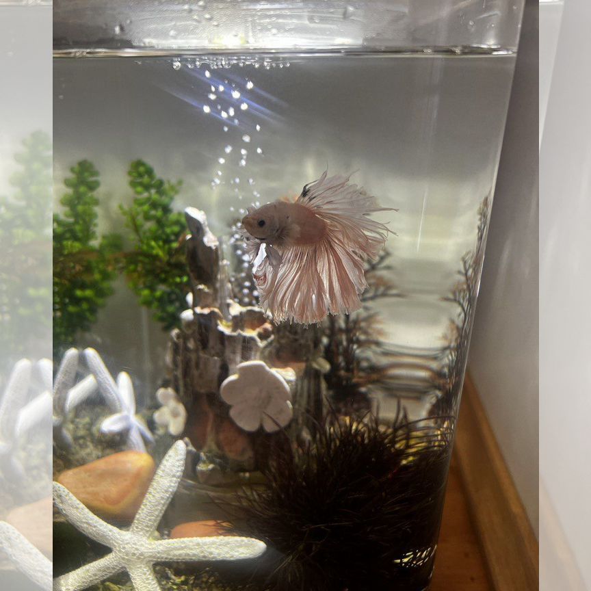 Аквариум biorb