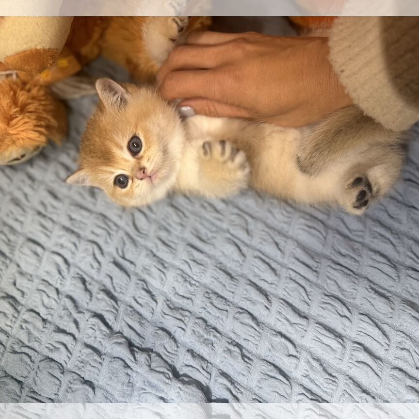 Британский короткошёрстный котёнок