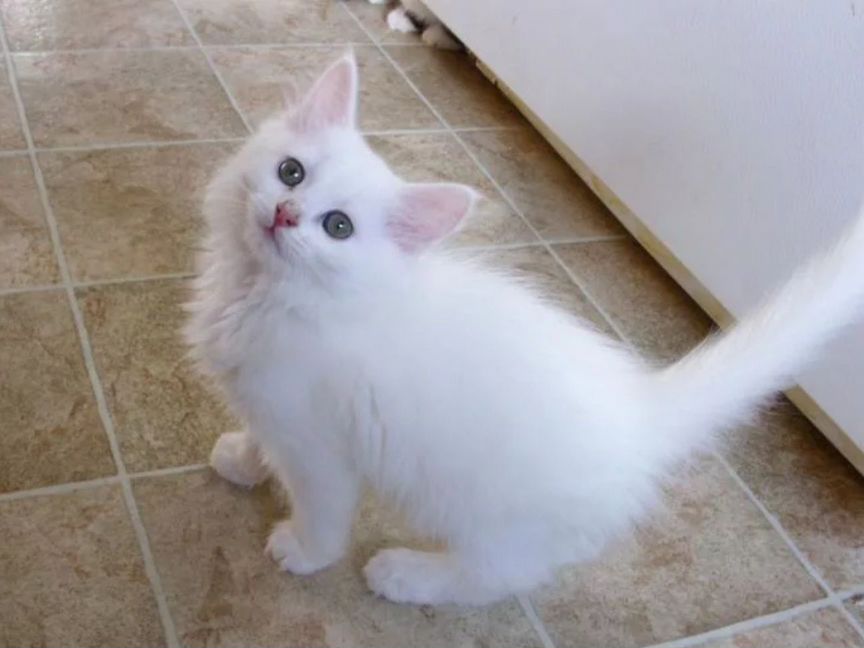 Кошечка