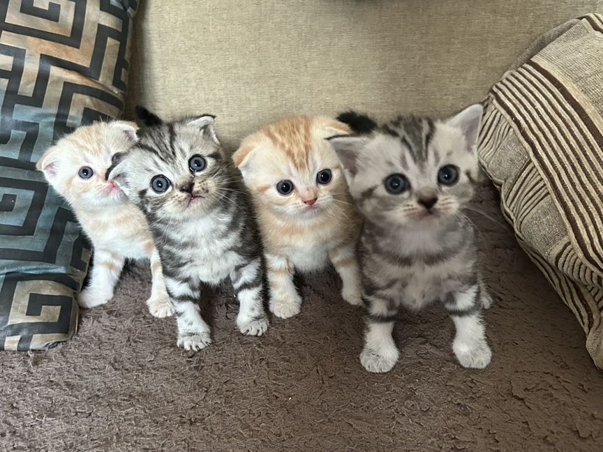 Шотландские вислоухие котята