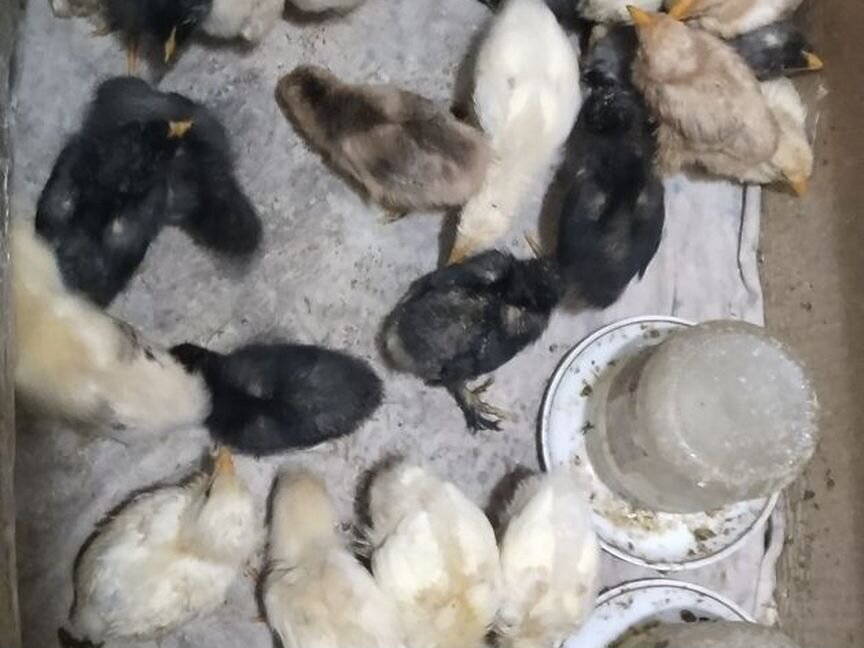 Цыплята несушки подрощенные