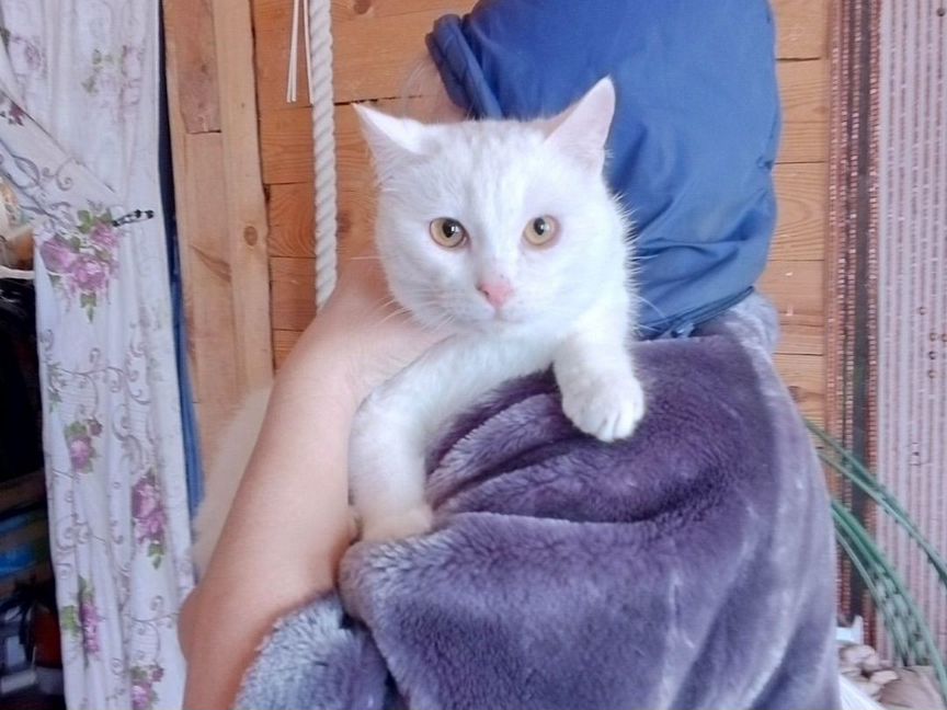 Молодой кот Вайс ищет дом