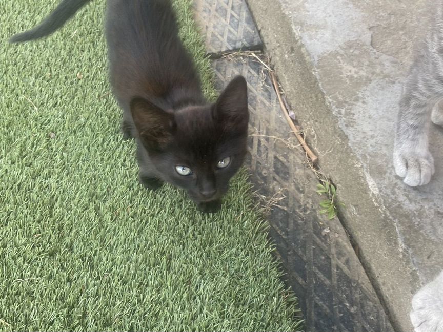 Кошки приносящие счастье)