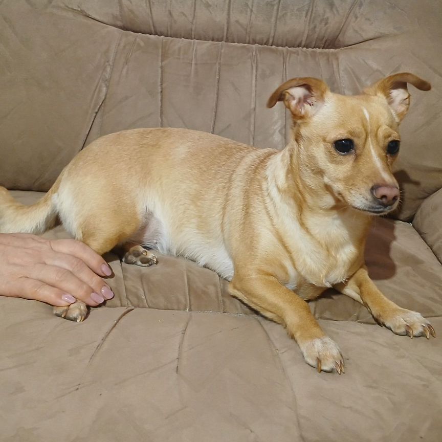 Австрийский пинчер, взрослая собака