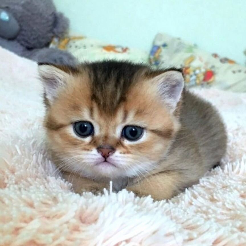 Котята Золотая Шиншилла