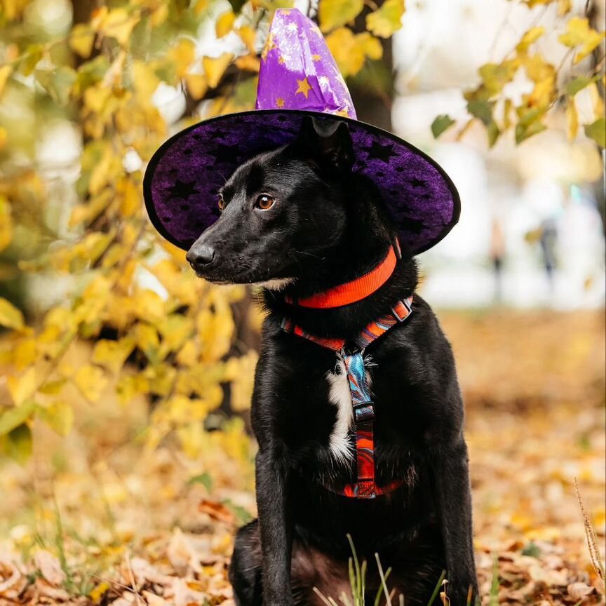 Мерлин - маленький волшебник с большим сердцем